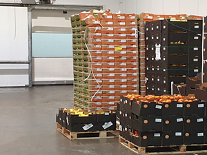 Ethiopia Fruit Inspection Services |Goodada