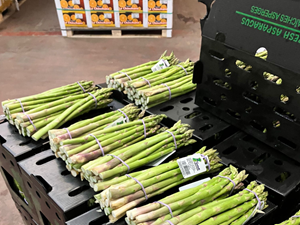 Egypt Fruit Quality Surveyor Inspection |Goodada