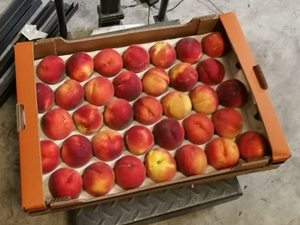 Kenya Fruit Survey Inspection Services | Goodada