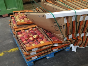 Kenya Fruit Survey Inspection Services | Goodada