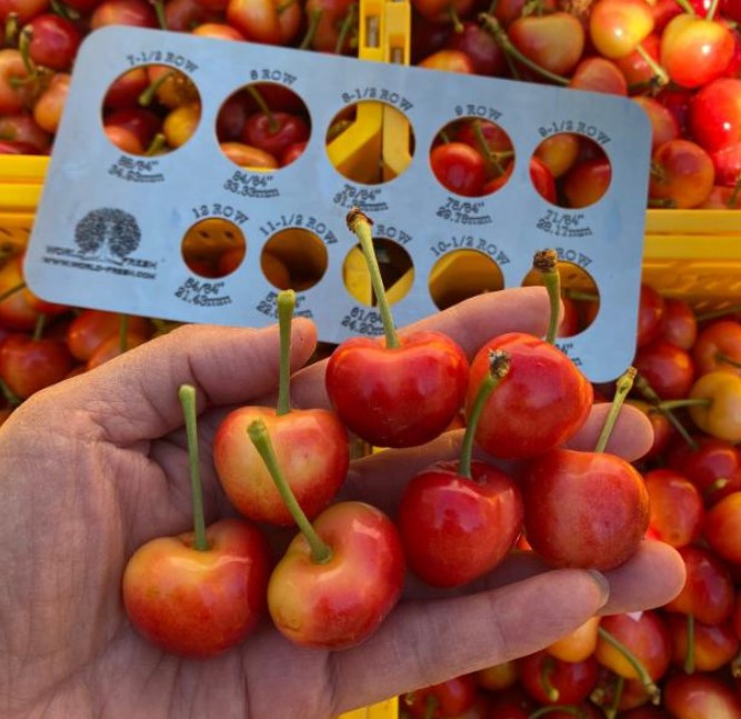 Singapore Fruit Inspection Surveyor| Goodada