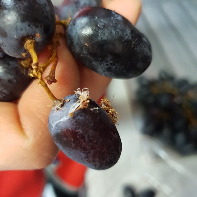 Vietnam Fruit Inspection Survey Services | Goodada